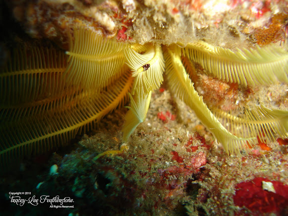 Myzostomida Marine Worm | Project Noah