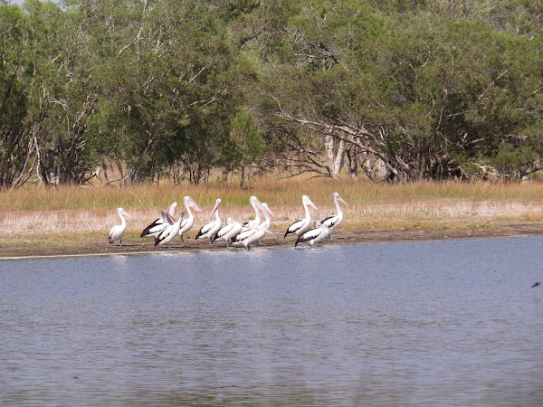 Australian Pelican | Project Noah