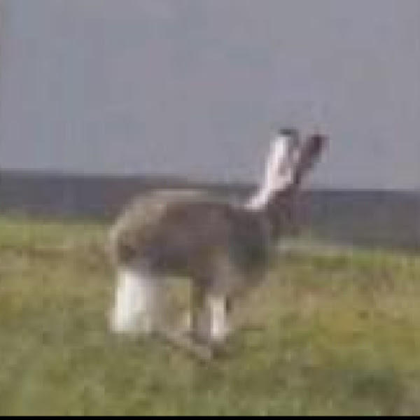 Rabbit | Project Noah