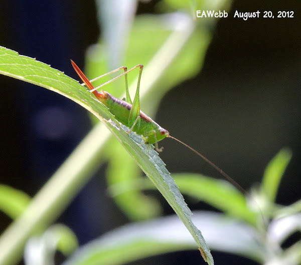 Longhorned Grasshopper | Project Noah