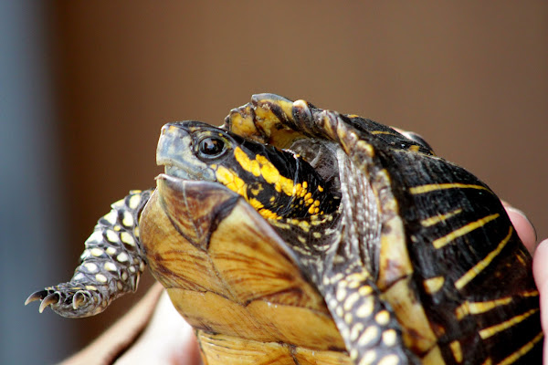 Florida Box Turtle | Project Noah