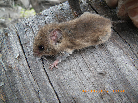 Eastern Harvest Mouse | Project Noah