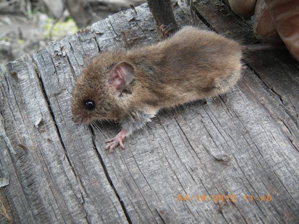 Eastern Harvest Mouse | Project Noah