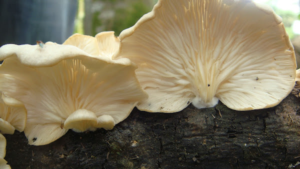 Hongo ostra | Project Noah