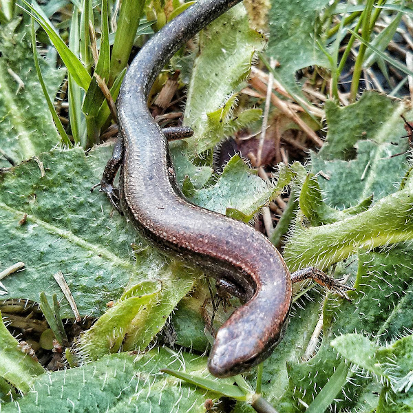 Ground Skink | Project Noah