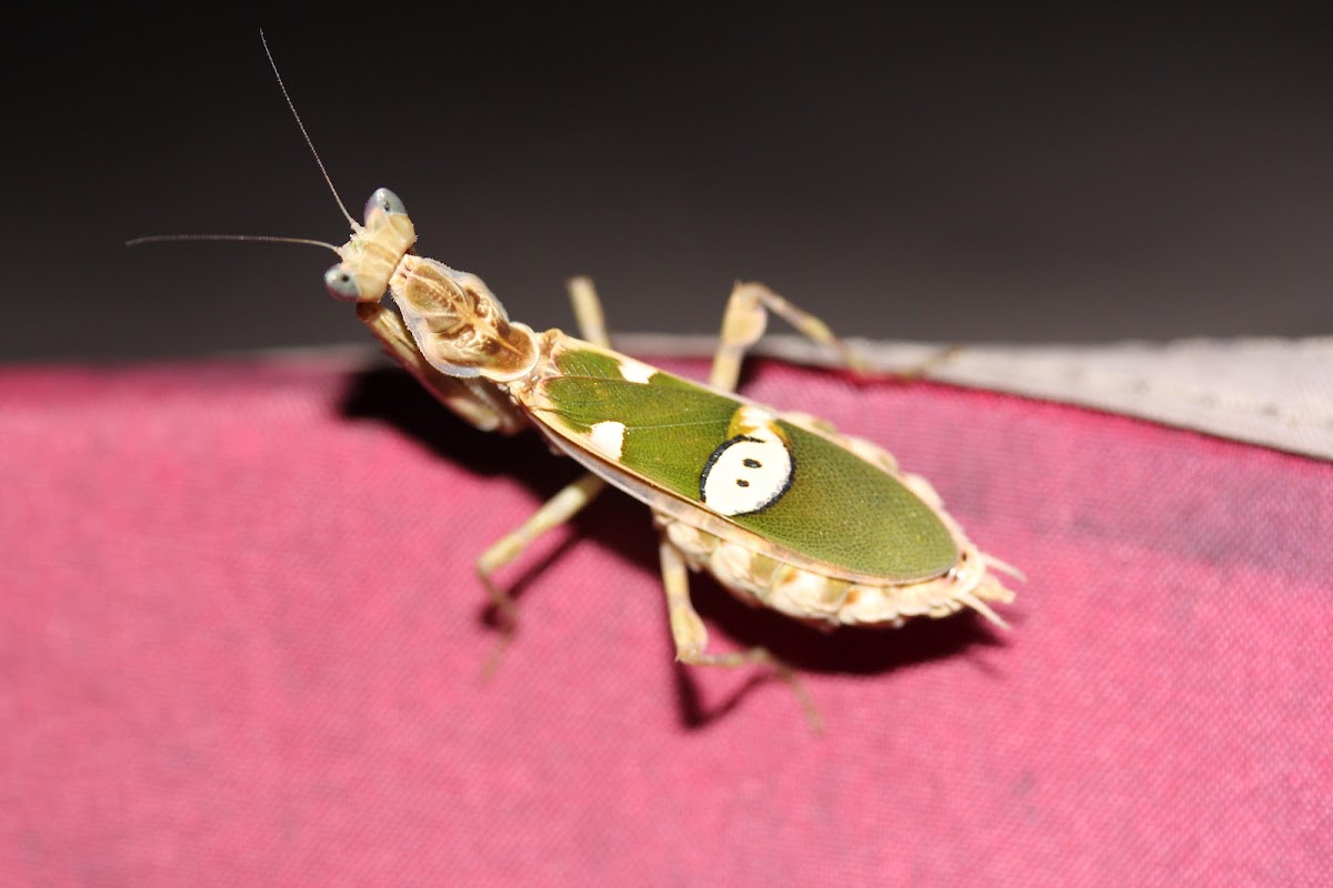 Jeweled Flower Mantis | Project Noah
