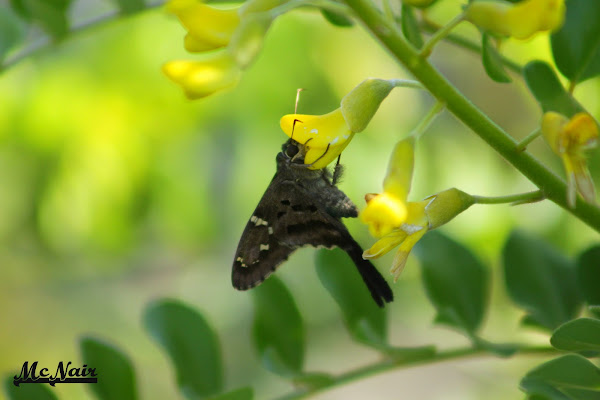Longtail Skipper Butterfly | Project Noah