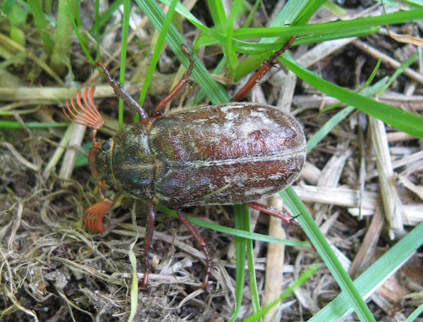 variegated june beetle | Project Noah