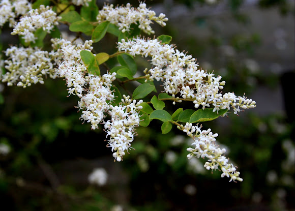 Chinese Privet | Project Noah