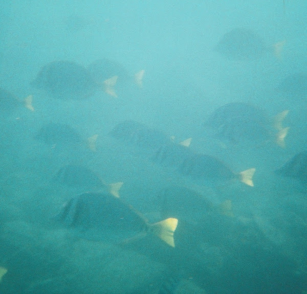 Chancho. Razor surgeon fish | Project Noah