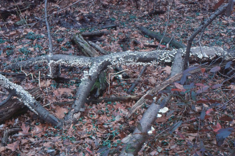 white cheese polypore (Tyromyces chioneus) [1 of 2] | Project Noah