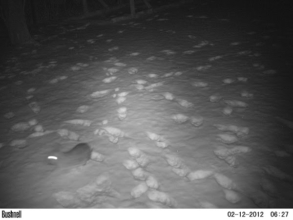 rabbit | Project Noah