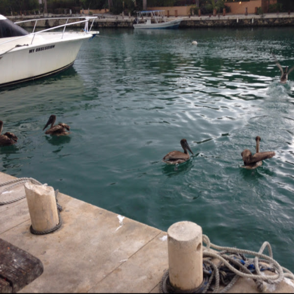 Brown Pelican | Project Noah