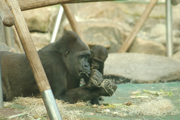 Gorilla | Project Noah