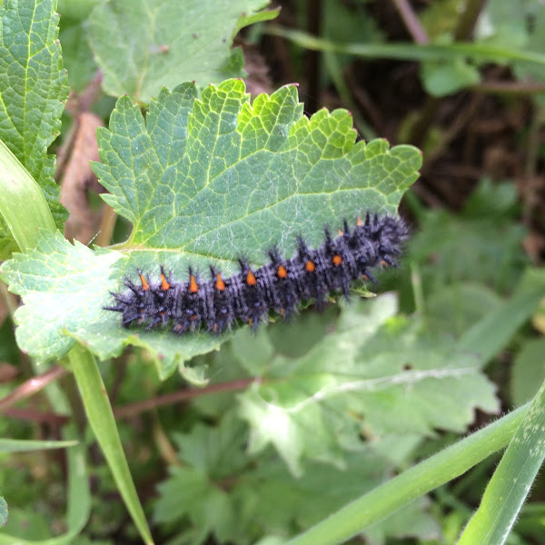 Variable checkerspot larva | Project Noah