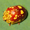 Spotted Paropsine Beetle | Project Noah