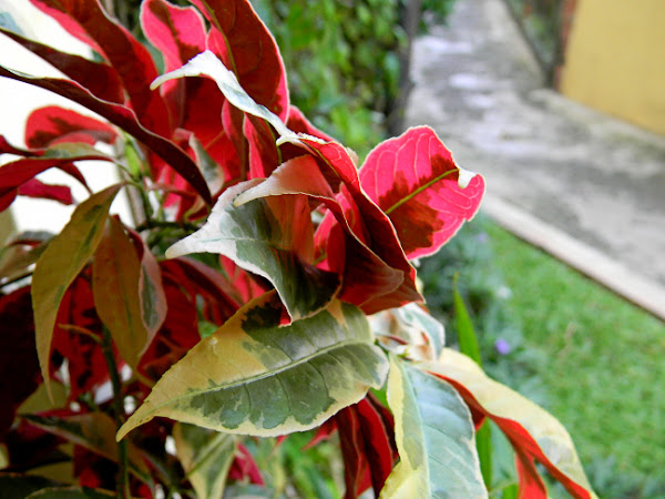 Chinese croton, blindness tree, buta buta, picara | Project Noah