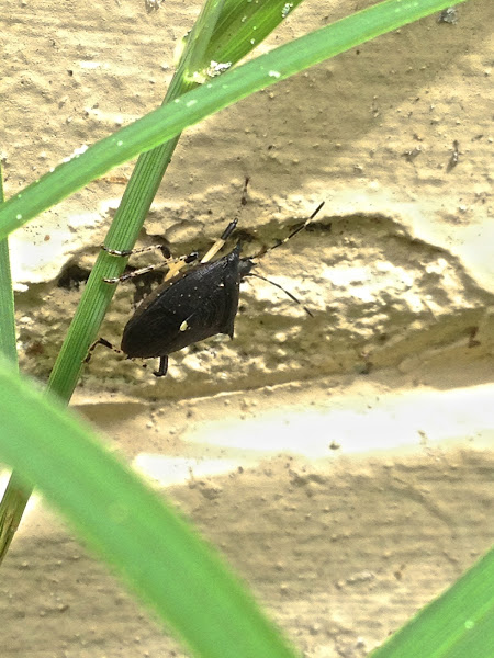 Black Stink Bug | Project Noah