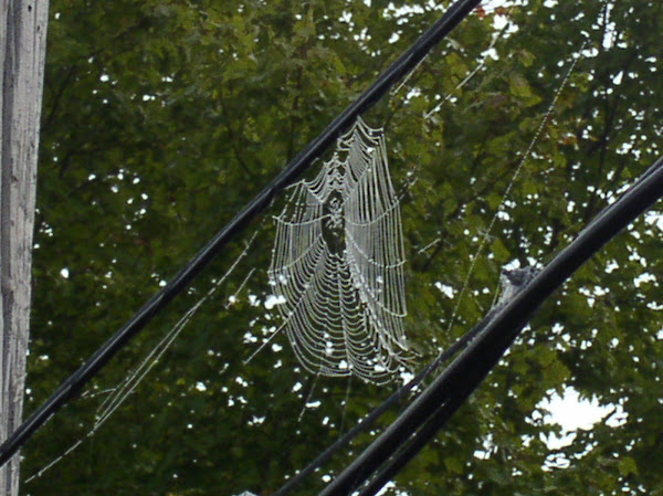 Dewy Spider Web | Project Noah