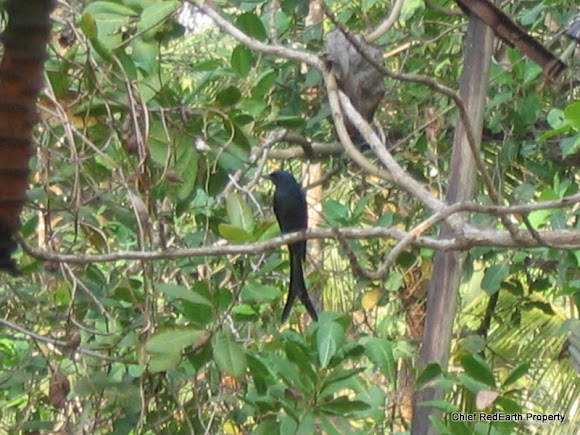 Black Drongo | Project Noah