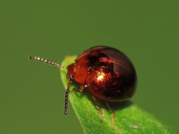Leaf Beetle | Project Noah
