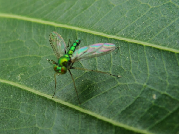 Long Legged Fly | Project Noah
