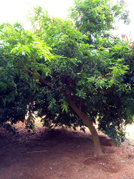 Pau-Brasil | Project Noah