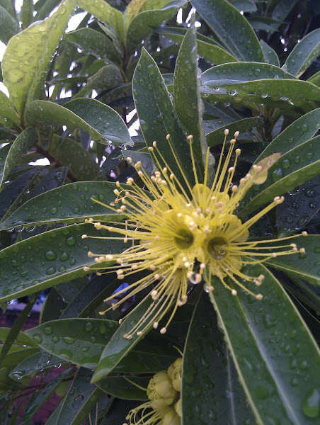 Golden Penda | Project Noah