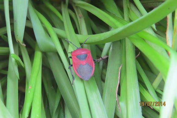 Cucurbit Stink Bug | Project Noah