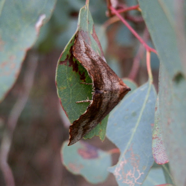 Autumn Gum Moth | Project Noah