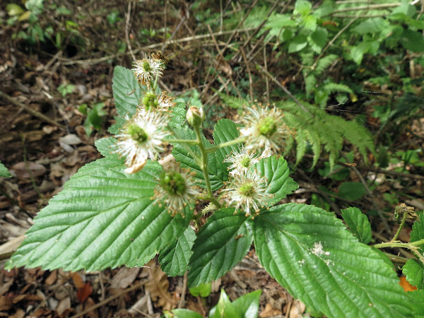 Common dewberry | Project Noah