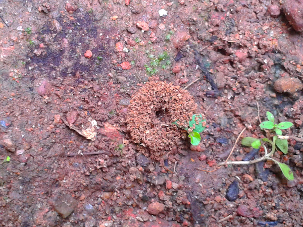 Ant Hive | Project Noah