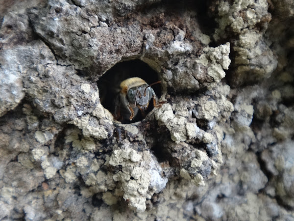 Jicote manso | Project Noah