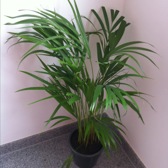 Spotting | Project Noah