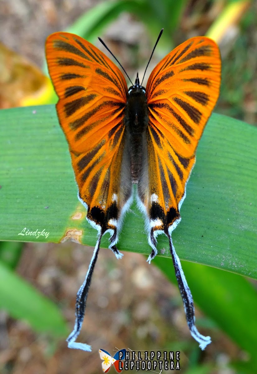 GOLDEN-TAILED HAIRSTREAK BUTTERFLY | Project Noah
