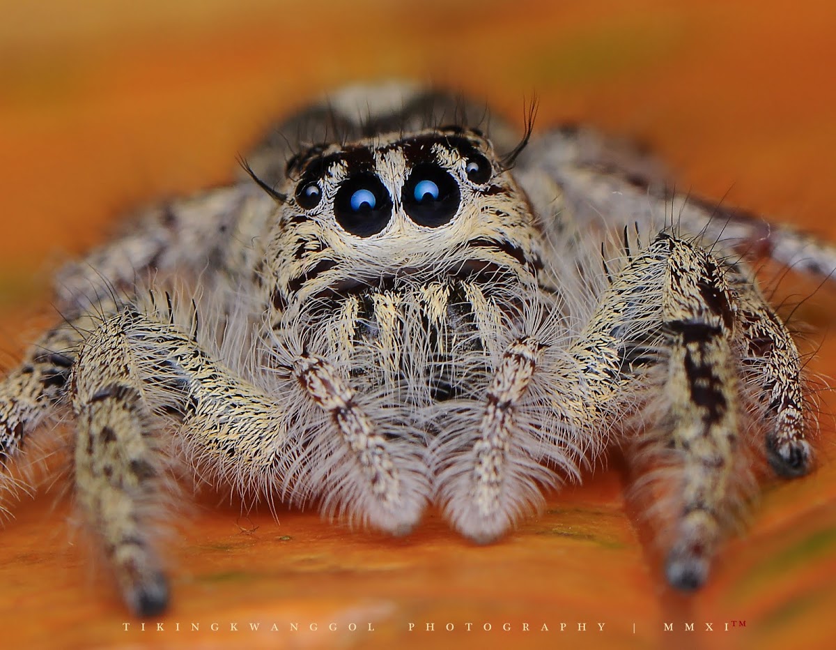 Hyllus (spider) | Project Noah