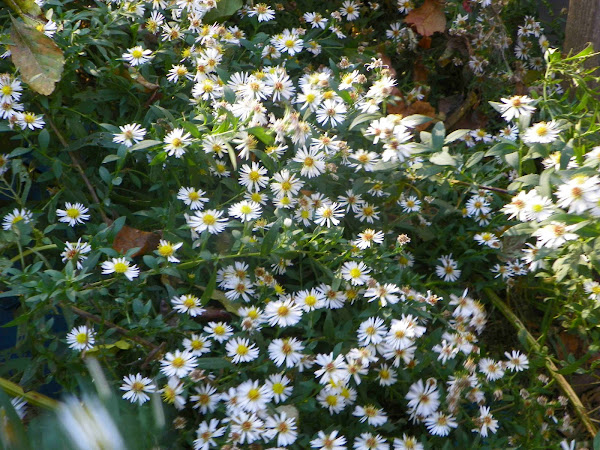 Frost Aster | Project Noah