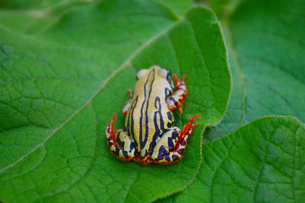 Weale's Running Frog | Project Noah