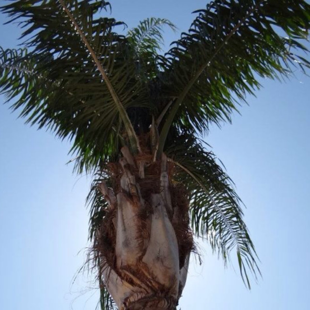 Florida Palm Tree | Project Noah
