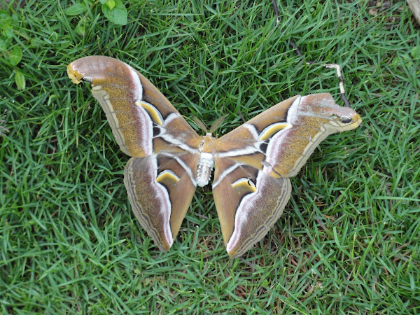 Ailanthus Silk Moth | Project Noah