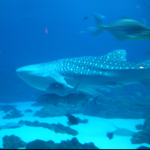 Whale shark | Project Noah