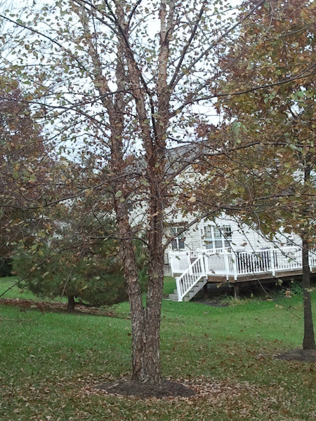 paperbark maple | Project Noah