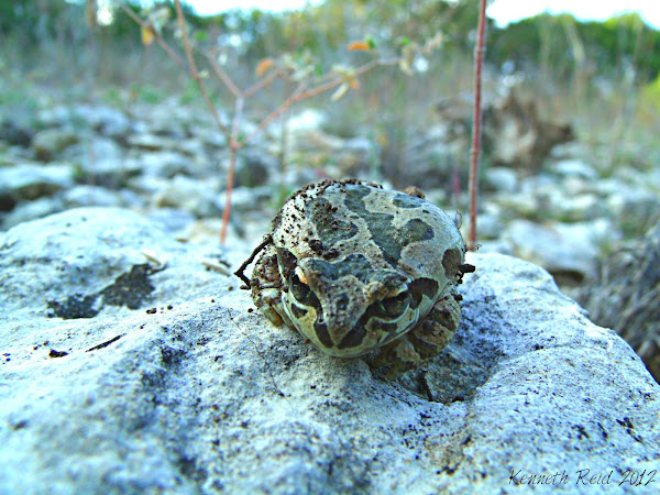 Strecker's Chorus Frog | Project Noah