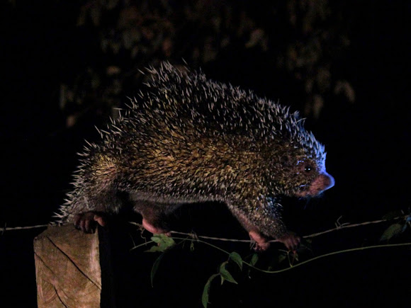 Coendu | Project Noah