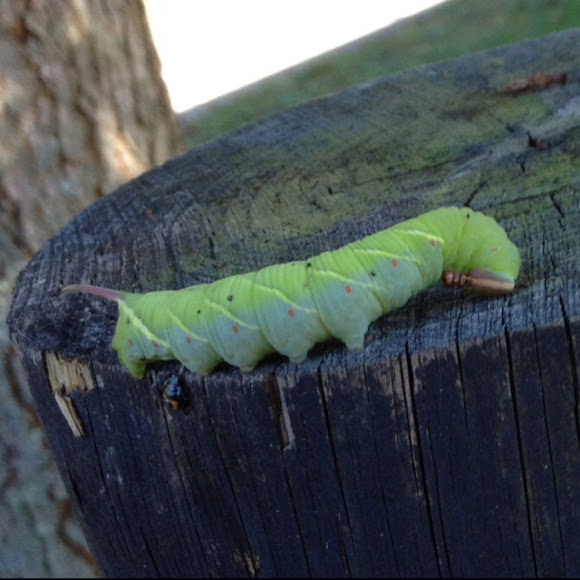 Waved Sphinx Moth | Project Noah