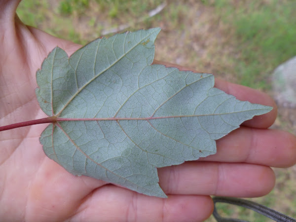 Red Maple | Project Noah