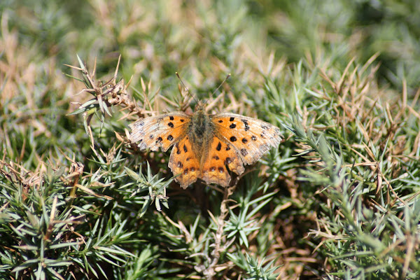 Asian Comma | Project Noah
