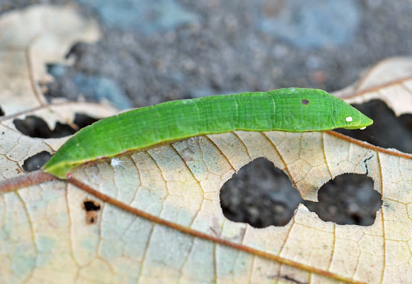 Common Brown Looper Moth (caterpillar) | Project Noah
