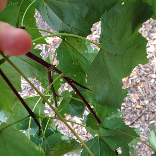 Red Maple | Project Noah