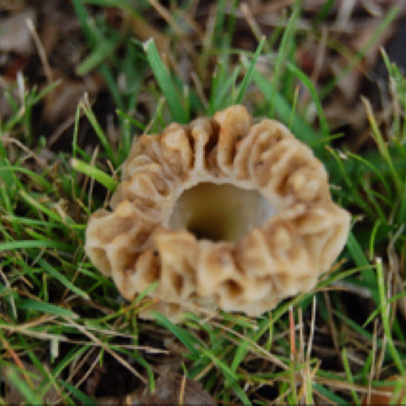 Morel | Project Noah